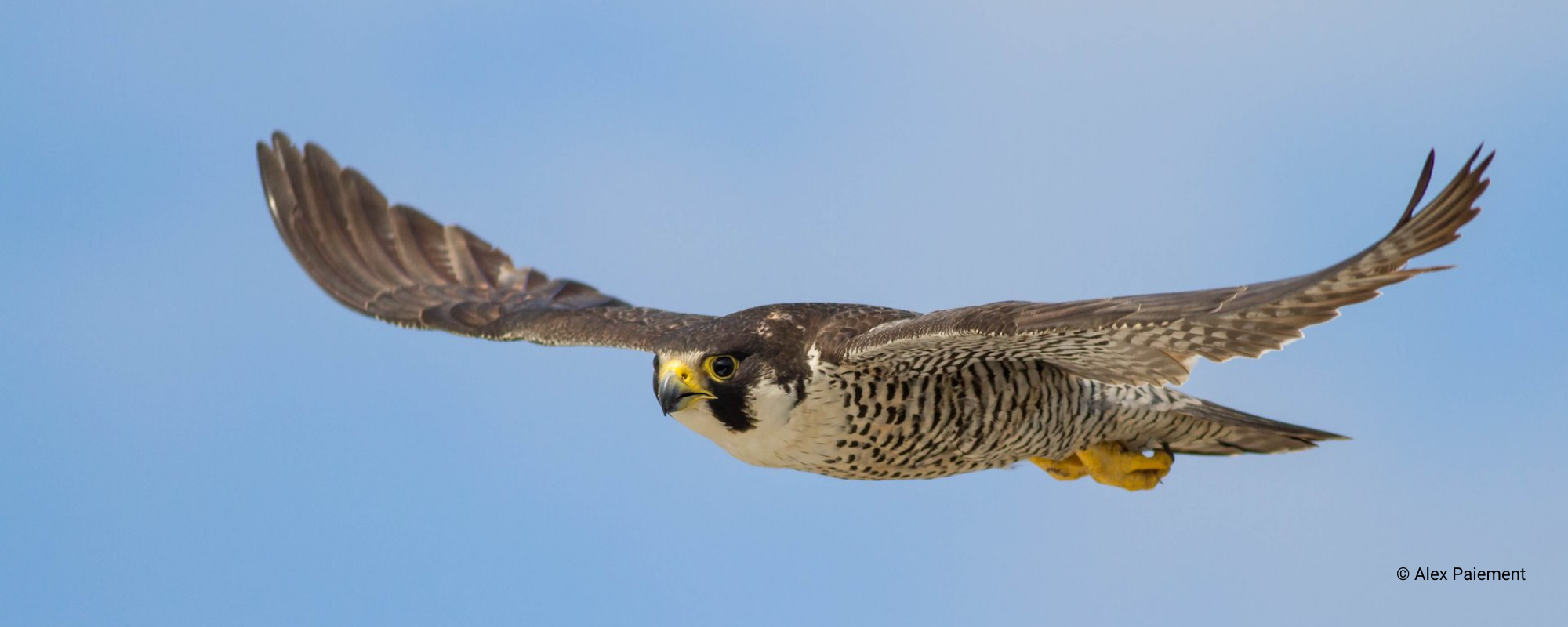 Raptor Vocab 101: Raptor Types – HawkWatch International