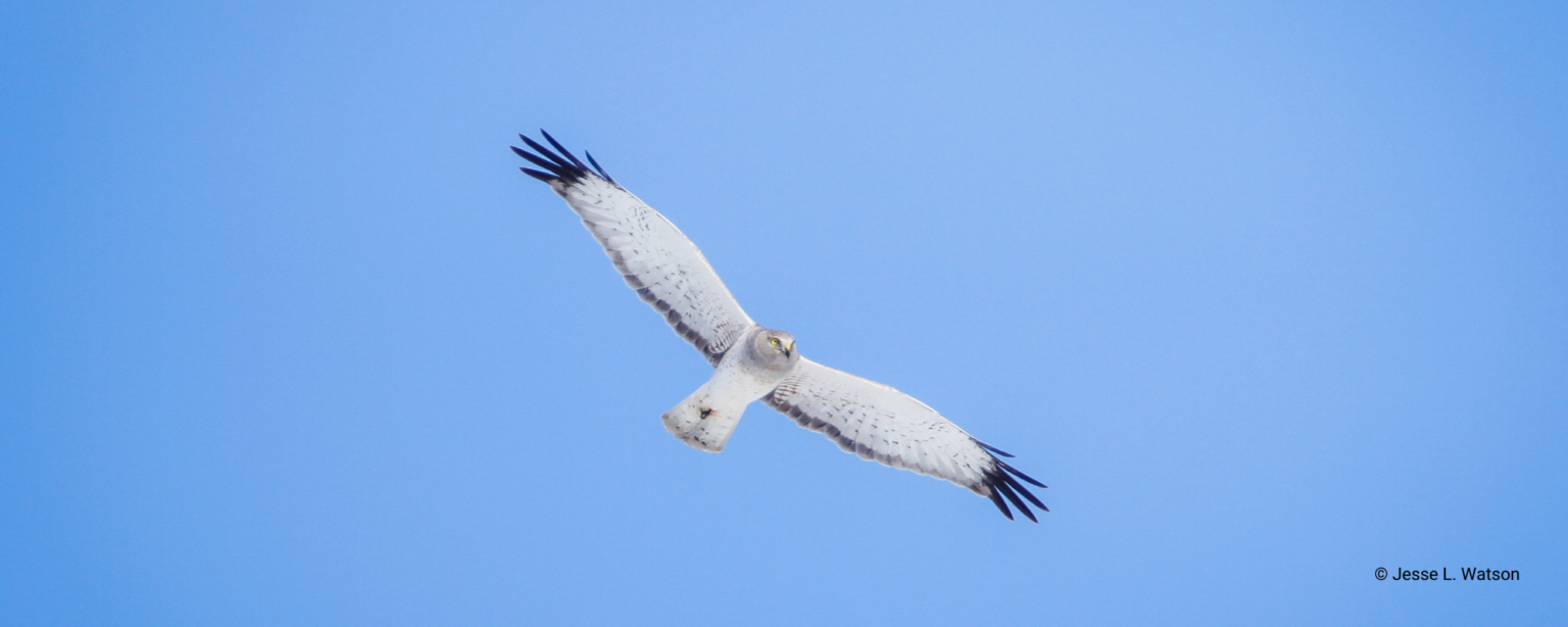 Raptor Vocab 101: Raptor Types – HawkWatch International