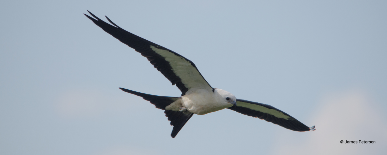 Raptor Vocab 101: Raptor Types – HawkWatch International