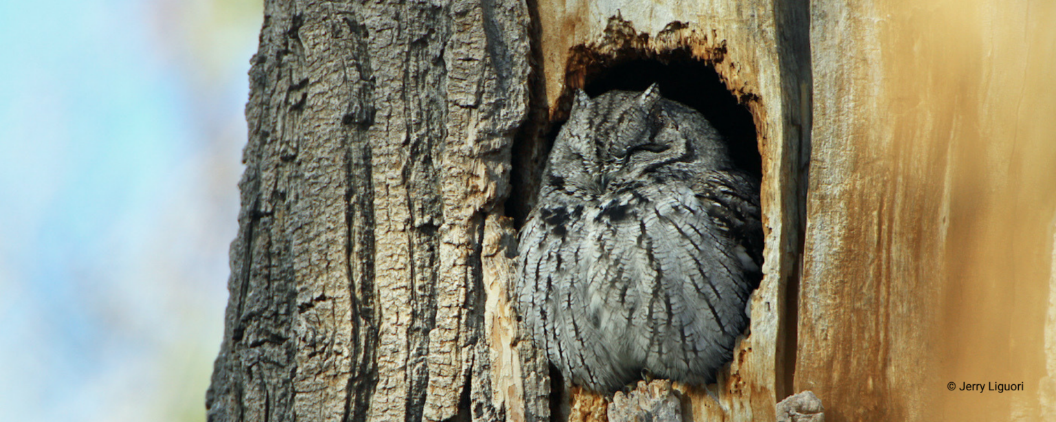 Raptor Vocab 101: Raptor Types – HawkWatch International