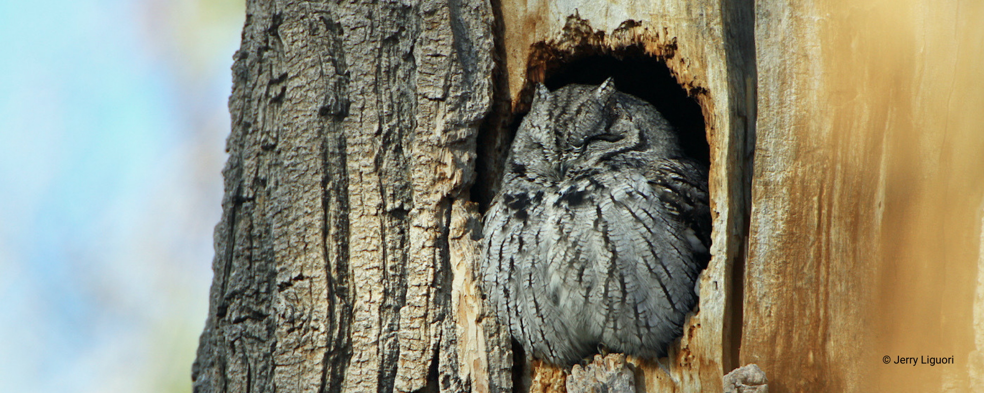 Raptor Vocab 101: Raptor Types – HawkWatch International