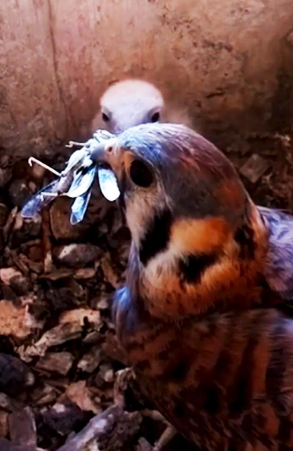 What Are American Kestrels Eating? A New Community Science Opportunity ...
