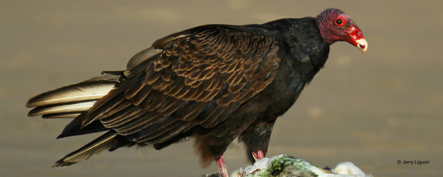 Raptor Vocab 101: Raptor Types – HawkWatch International