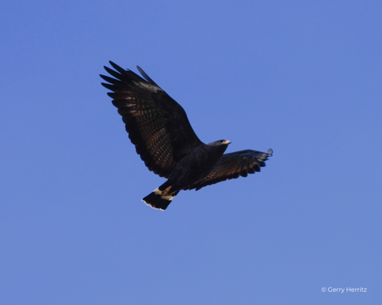 Common Black Hawk – HawkWatch International