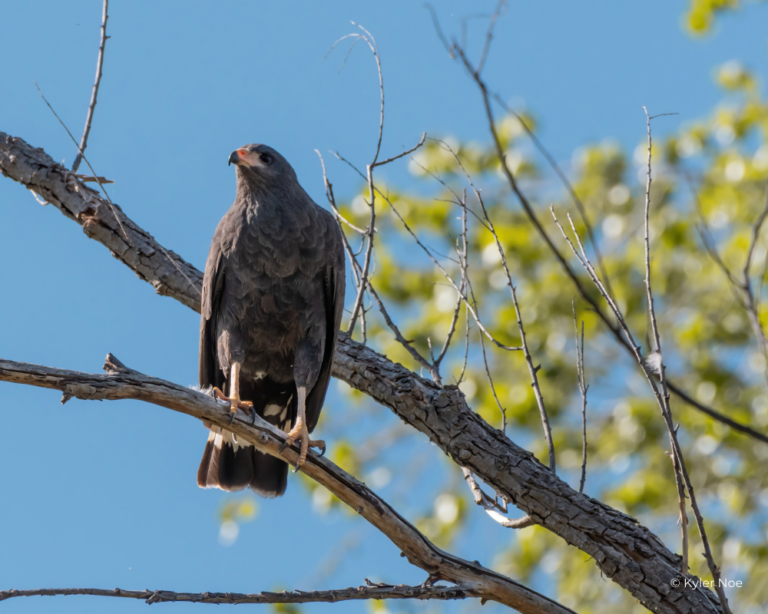 Common Black Hawk – HawkWatch International