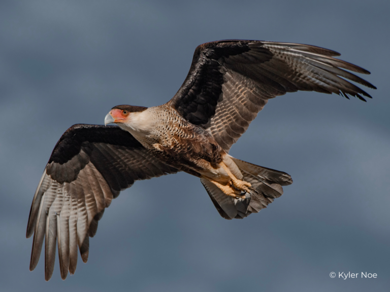Crested Caracara – HawkWatch International