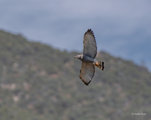 Gray Hawk – HawkWatch International