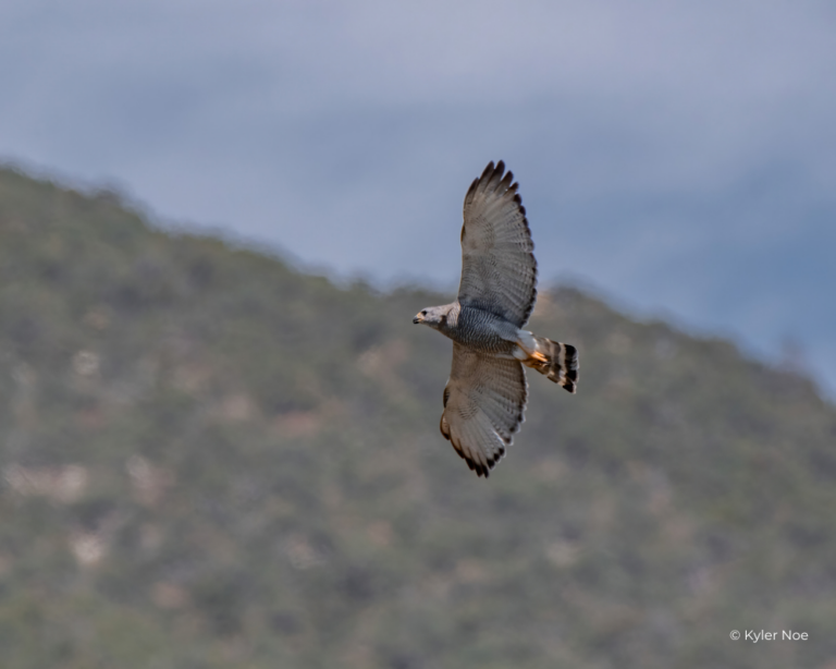 Gray Hawk – HawkWatch International