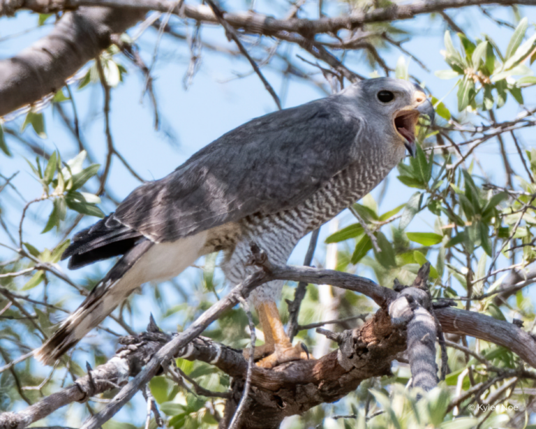 Gray Hawk – HawkWatch International
