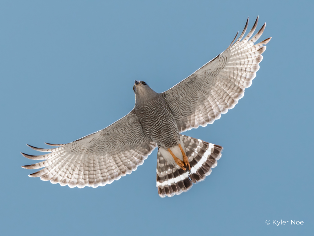 Gray Hawk – HawkWatch International