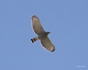 Gray Hawk – HawkWatch International