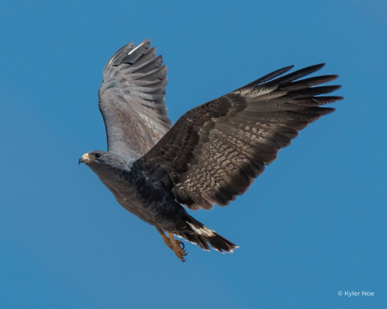 Common Black Hawk – HawkWatch International