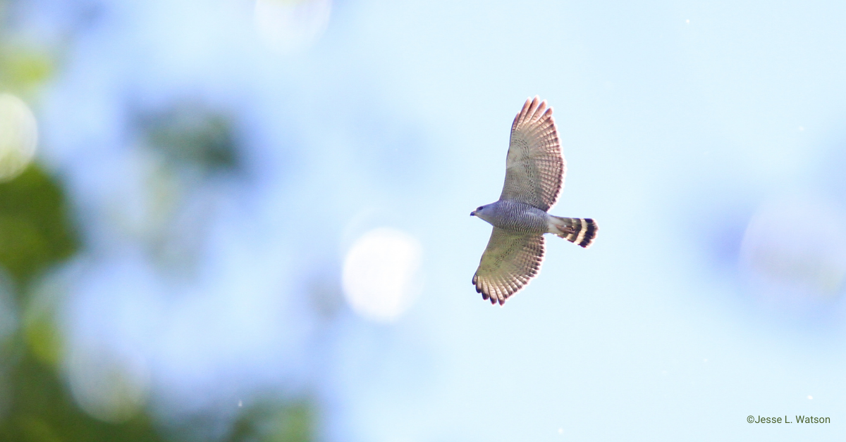 HawkWatch International – Conserving raptors and our shared environment