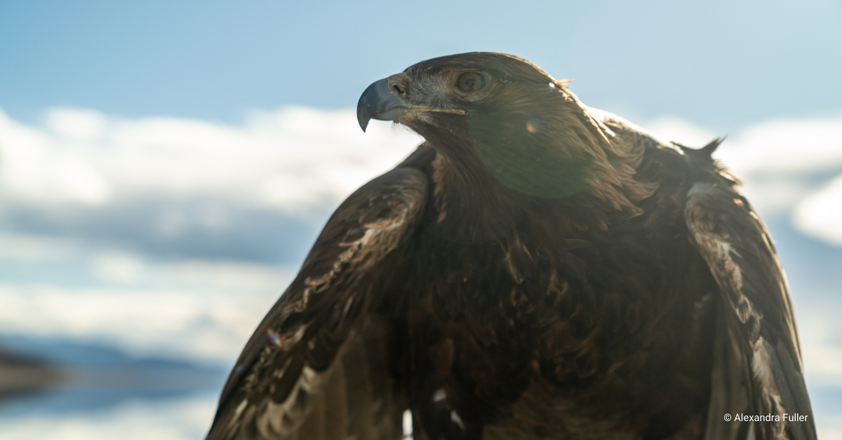 HawkWatch International – Conserving raptors and our shared environment