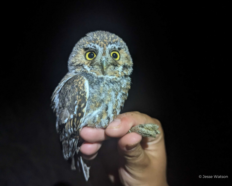 Elf Owl Fact Sheet – HawkWatch International