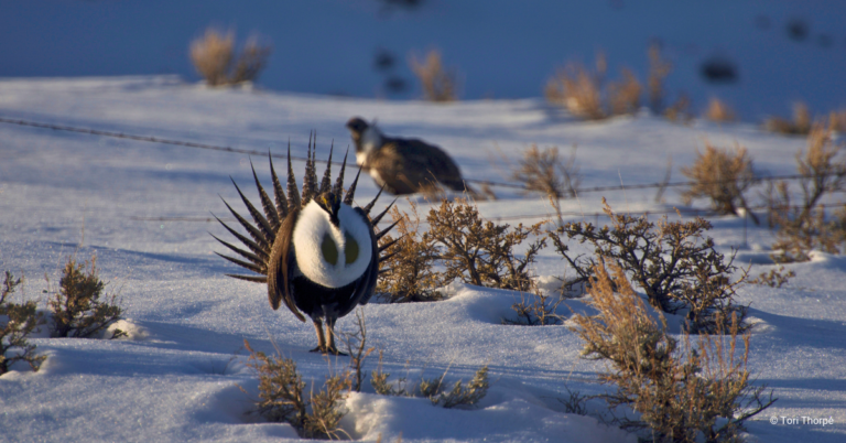 HawkWatch International – Conserving raptors and our shared environment