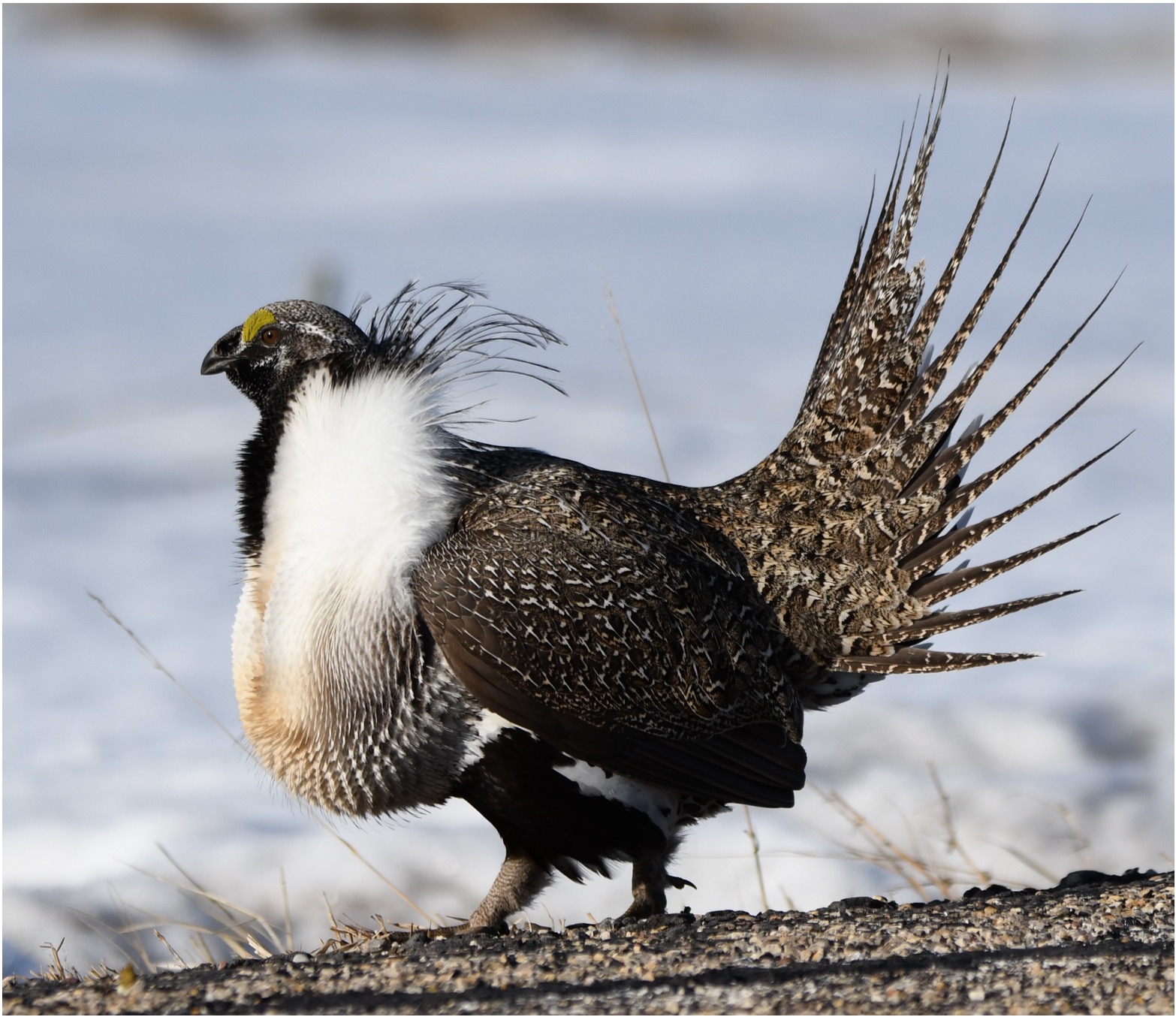 An Eagle Eye on Sage-grouse – HawkWatch International