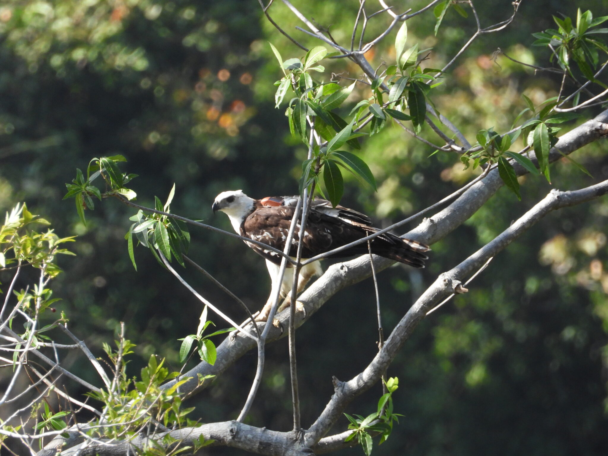 Putting Out the First Transmitter on a Flores Hawk-eagle – HawkWatch ...