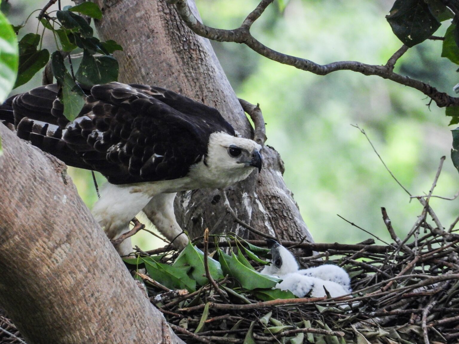 Putting Out the First Transmitter on a Flores Hawk-eagle – HawkWatch ...