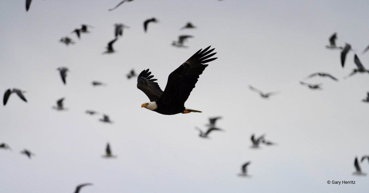 HawkWatch International – Conserving raptors and our shared environment