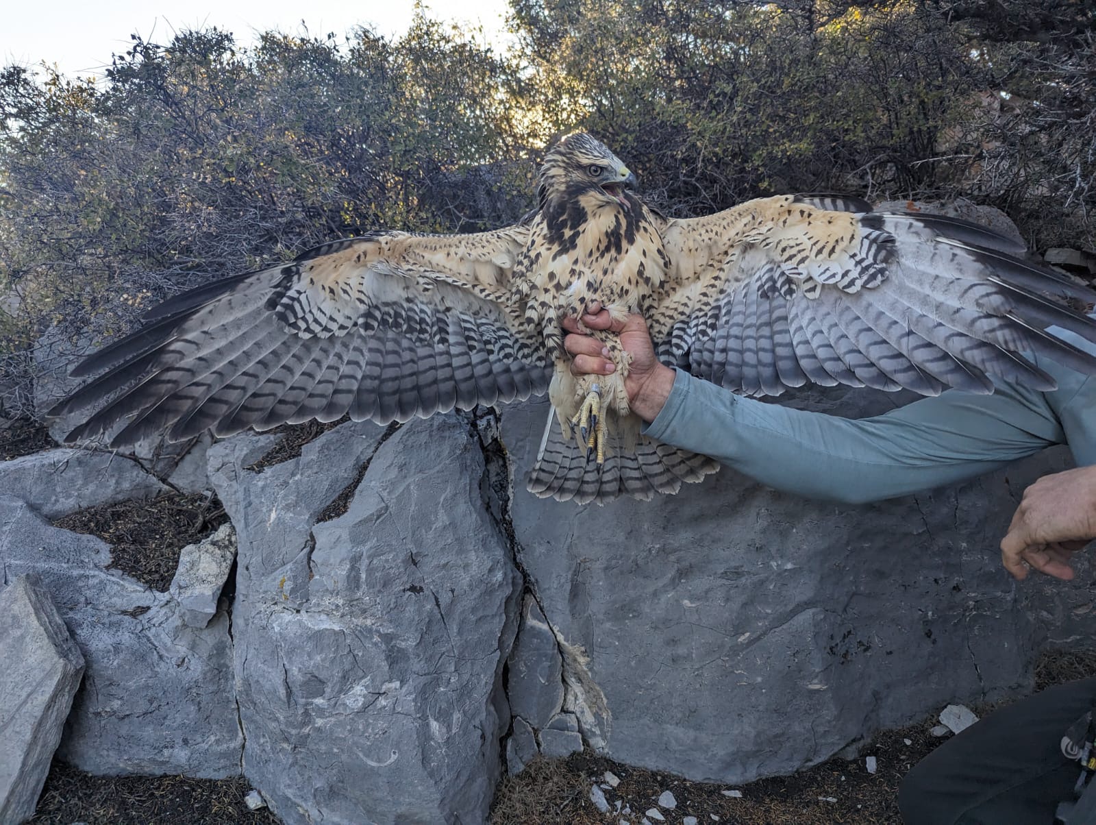 2024 Migration Update: Bonney Butte, Commissary Ridge, and Goshute ...