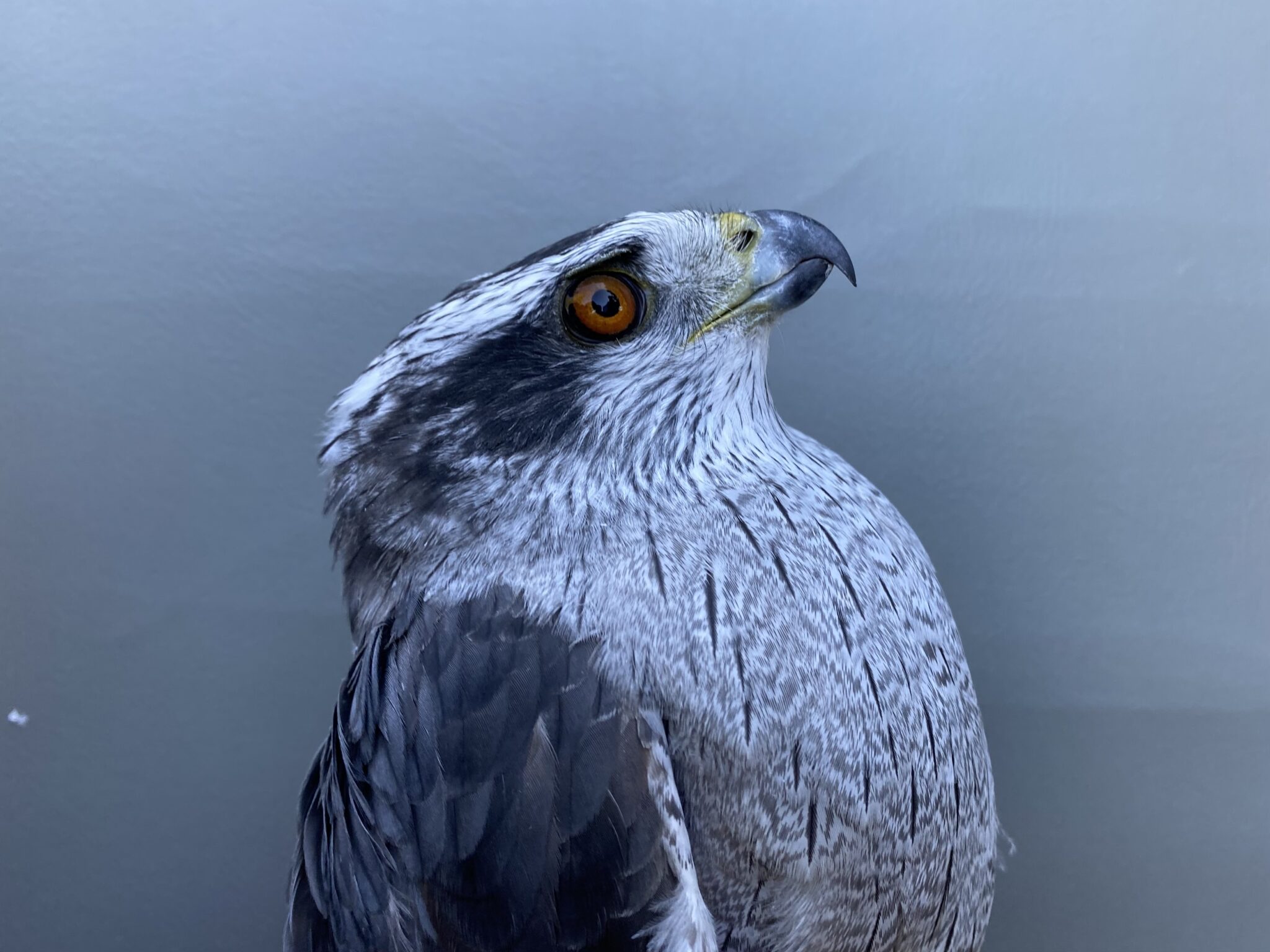 2024 Migration Update: Bonney Butte, Commissary Ridge, and Goshute ...