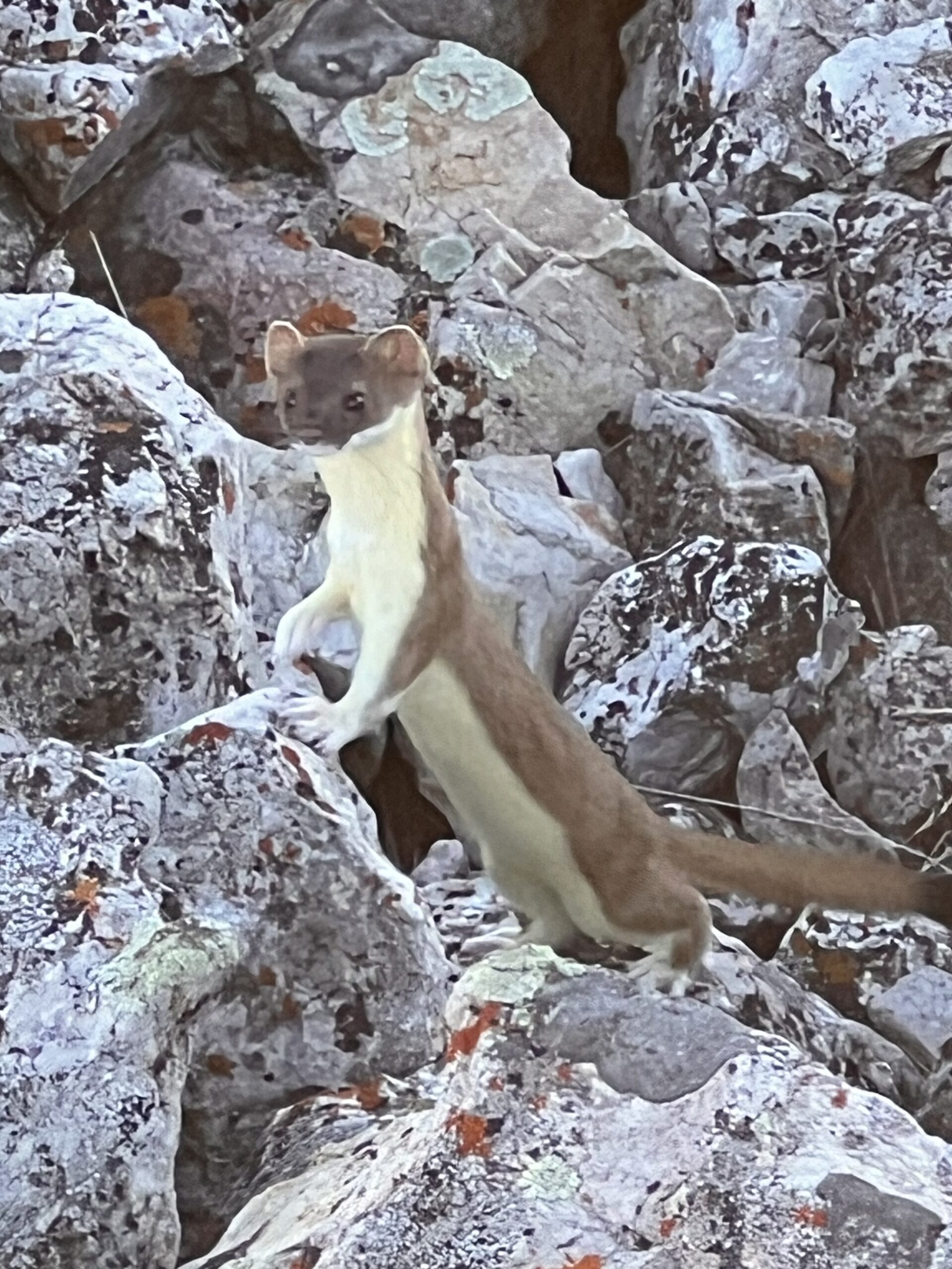 2024 Migration Update: Bonney Butte, Commissary Ridge, and Goshute ...