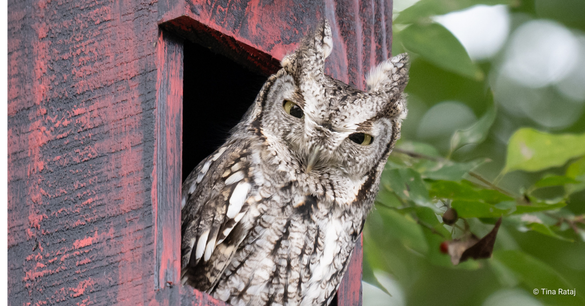 HawkWatch International – Conserving raptors and our shared environment