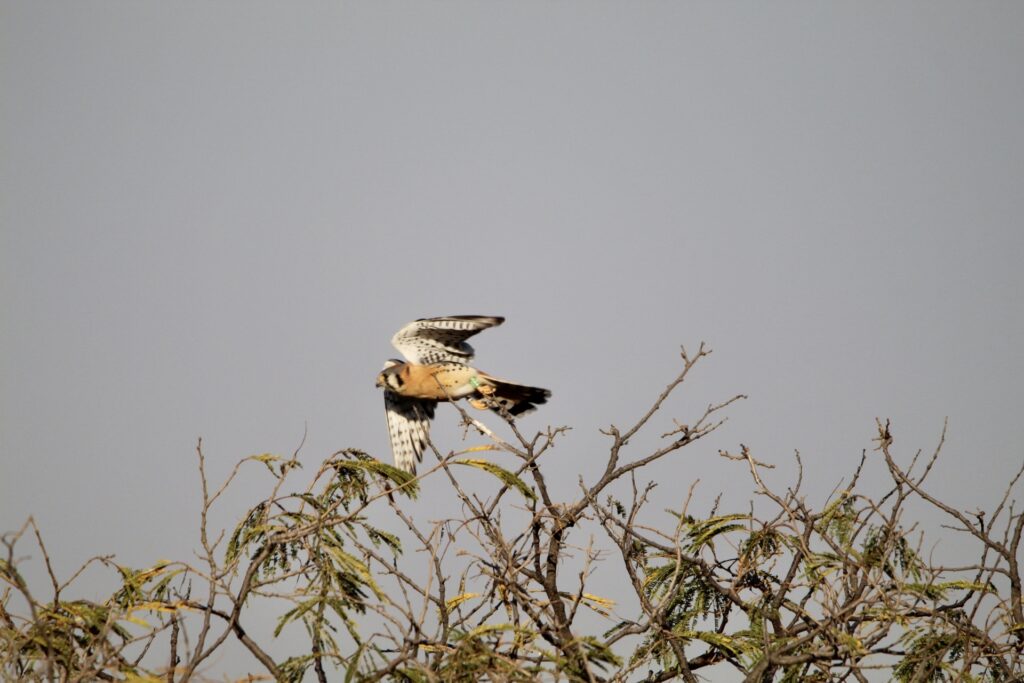 Auxiliary markers, bird bands, and Bird Band Bonanza – HawkWatch ...