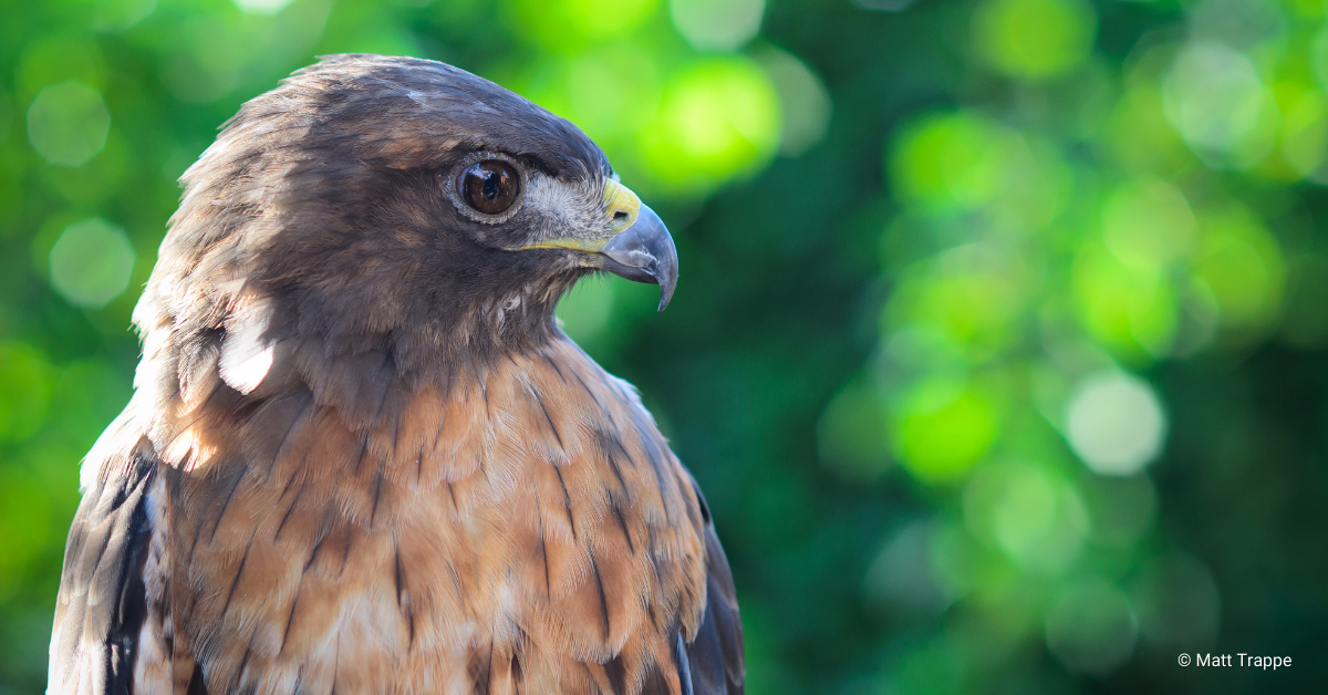 HawkWatch International – Conserving raptors and our shared environment
