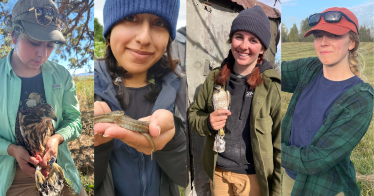 HawkWatch International – Conserving raptors and our shared environment