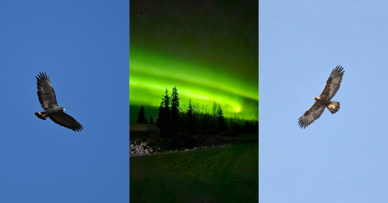 Raptor Vocab 101: Raptor Types – HawkWatch International