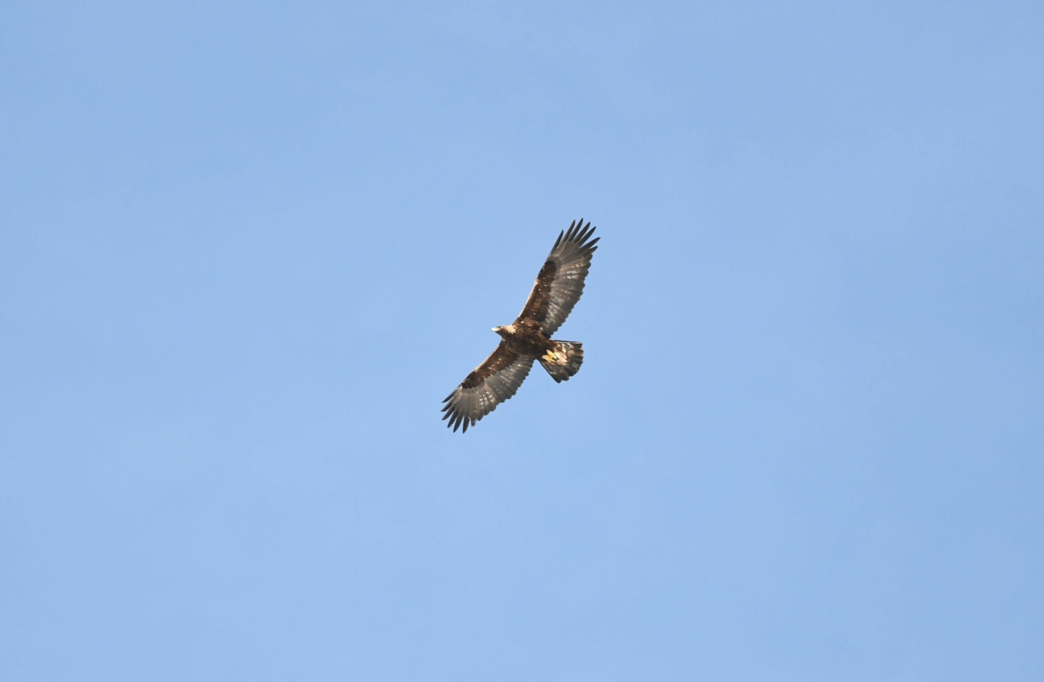 2025 Spring Migration Update – HawkWatch International