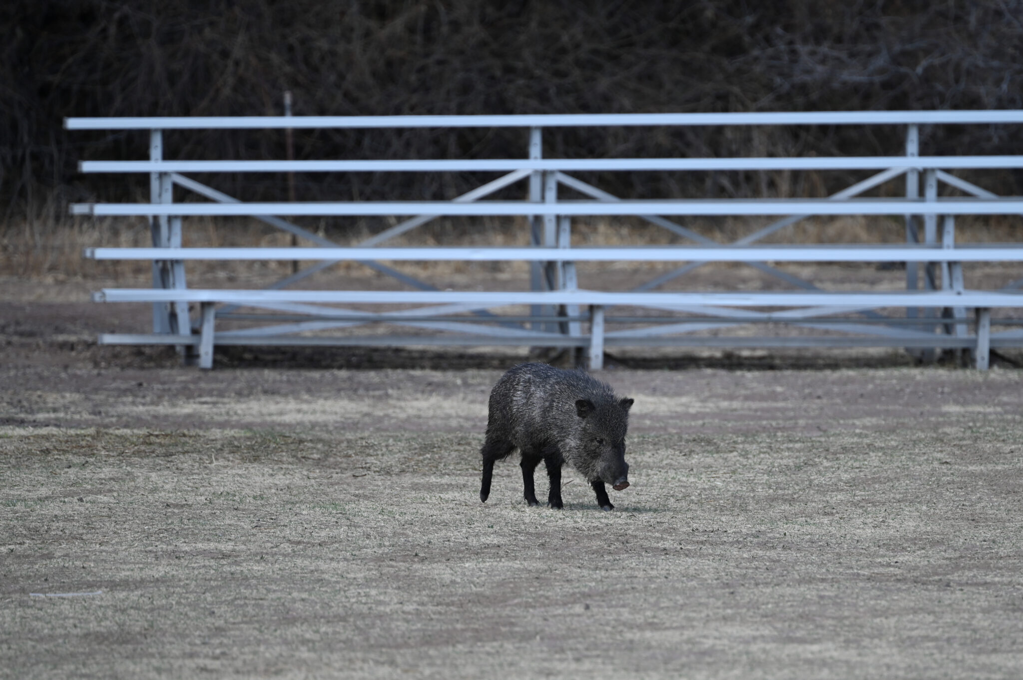 2025 Spring Migration Update – HawkWatch International