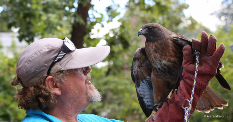 HawkWatch International – Conserving raptors and our shared environment