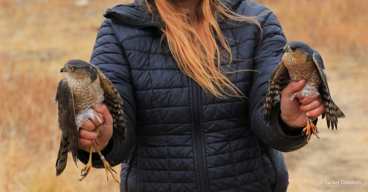 Why Are Female Raptors Bigger Than Males? Understanding Reverse Sexual ...