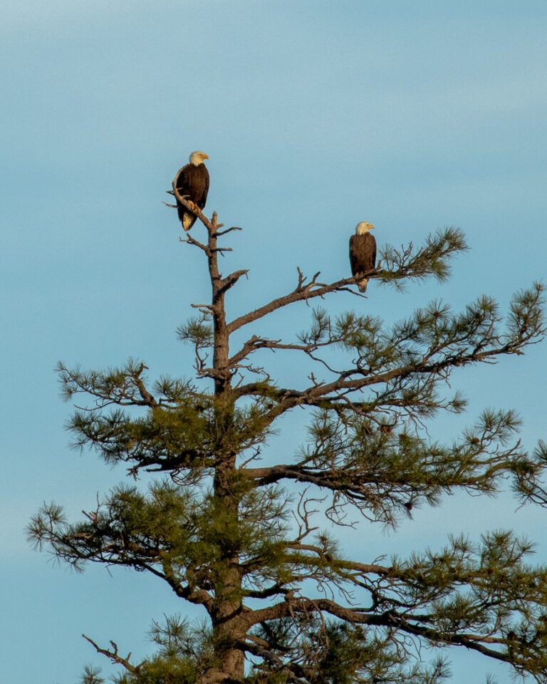 Why Are Female Raptors Bigger Than Males? Understanding Reverse Sexual ...