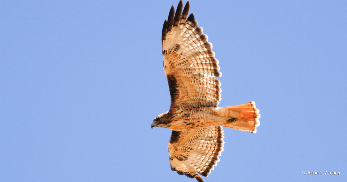 HawkWatch International – Conserving raptors and our shared environment