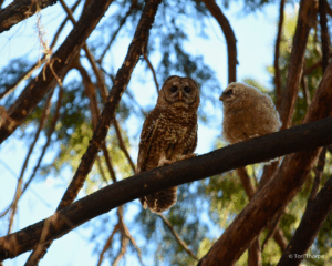 Spotted Owl Fact Sheet – HawkWatch International