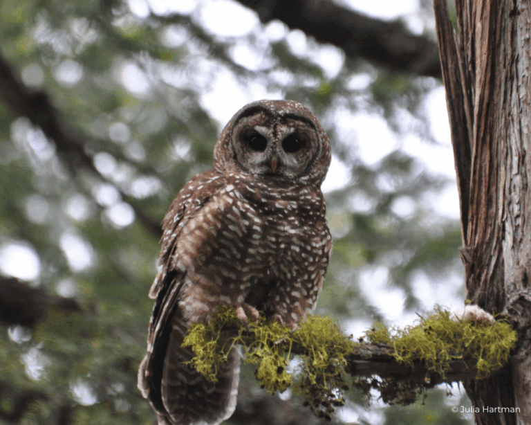 Spotted Owl Fact Sheet – HawkWatch International