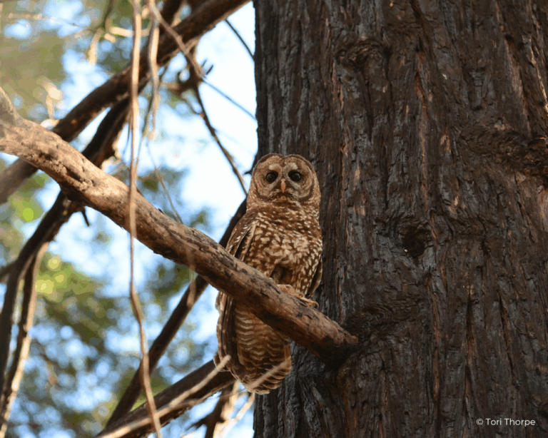 Spotted Owl Fact Sheet – HawkWatch International