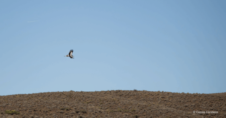 Tracking the First Breeding Pair of Secretarybirds: What We’re Learning ...