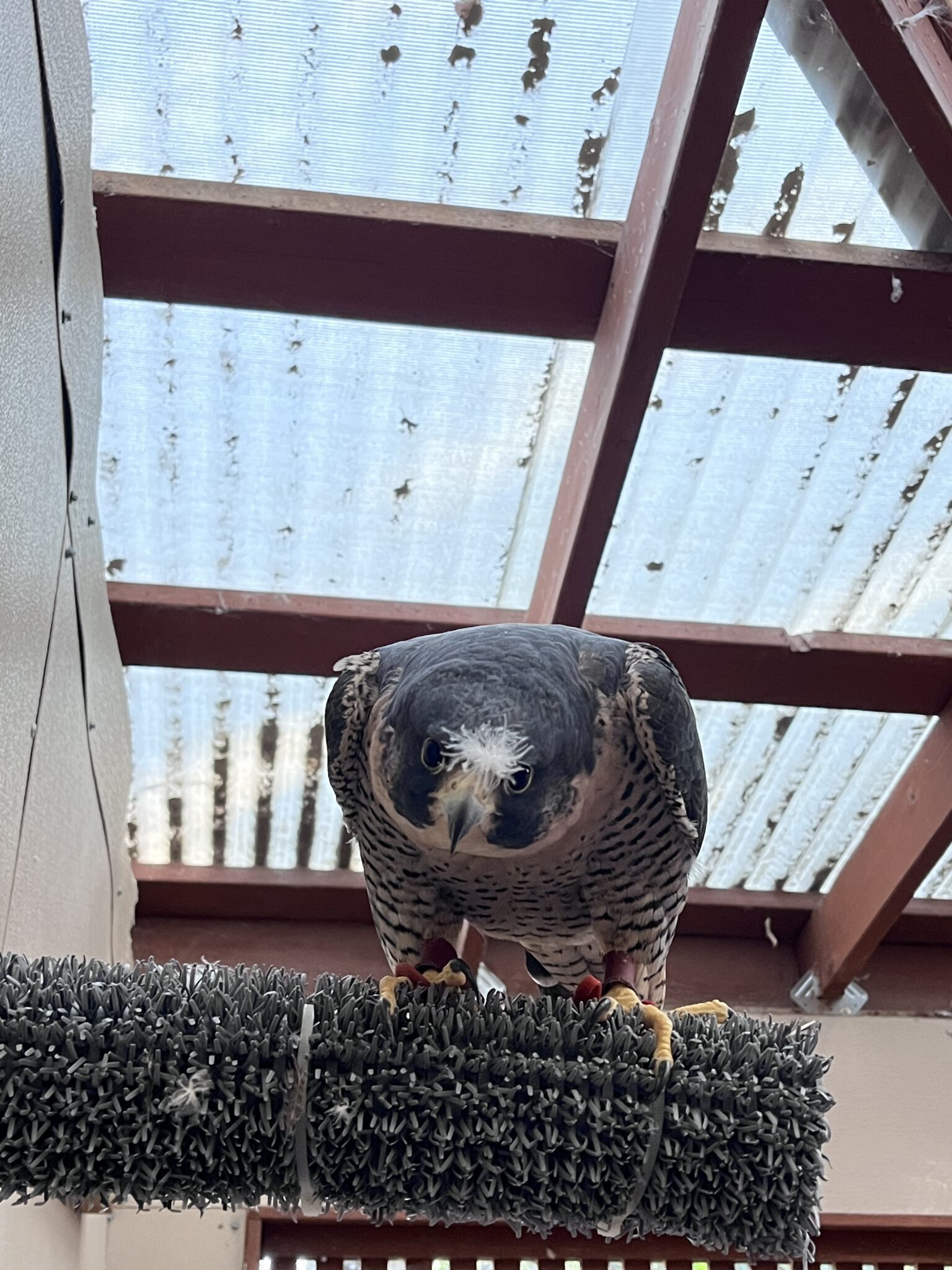 A Day in My Life as a Raptor Ambassador: From the Perspective of Goose ...
