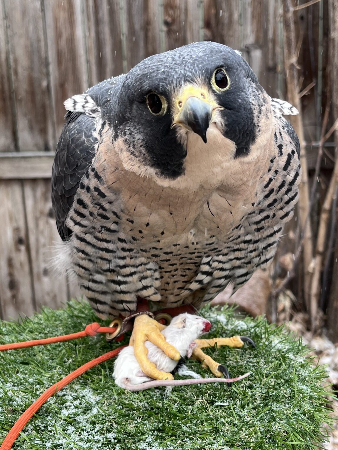 A Day in My Life as a Raptor Ambassador: From the Perspective of Goose ...