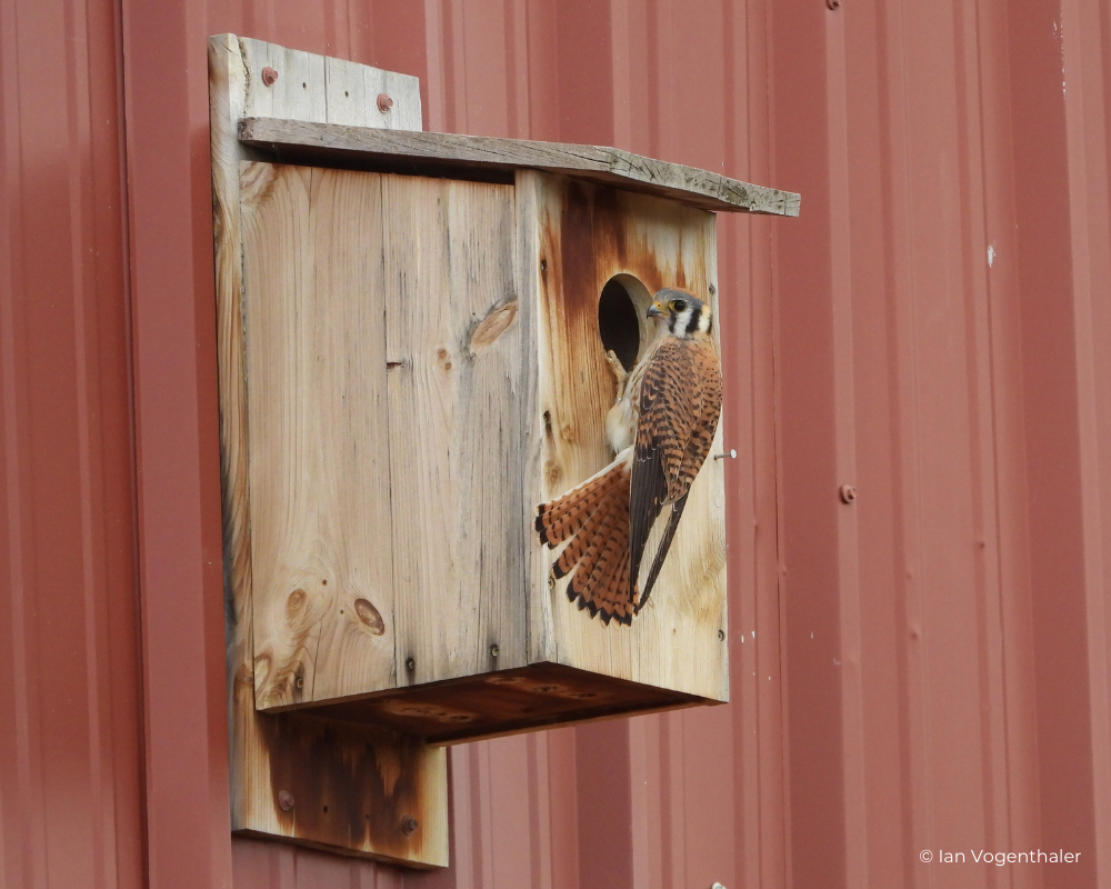 Nesting 101: How to Turn Your Yard Into Raptor Real Estate – HawkWatch ...