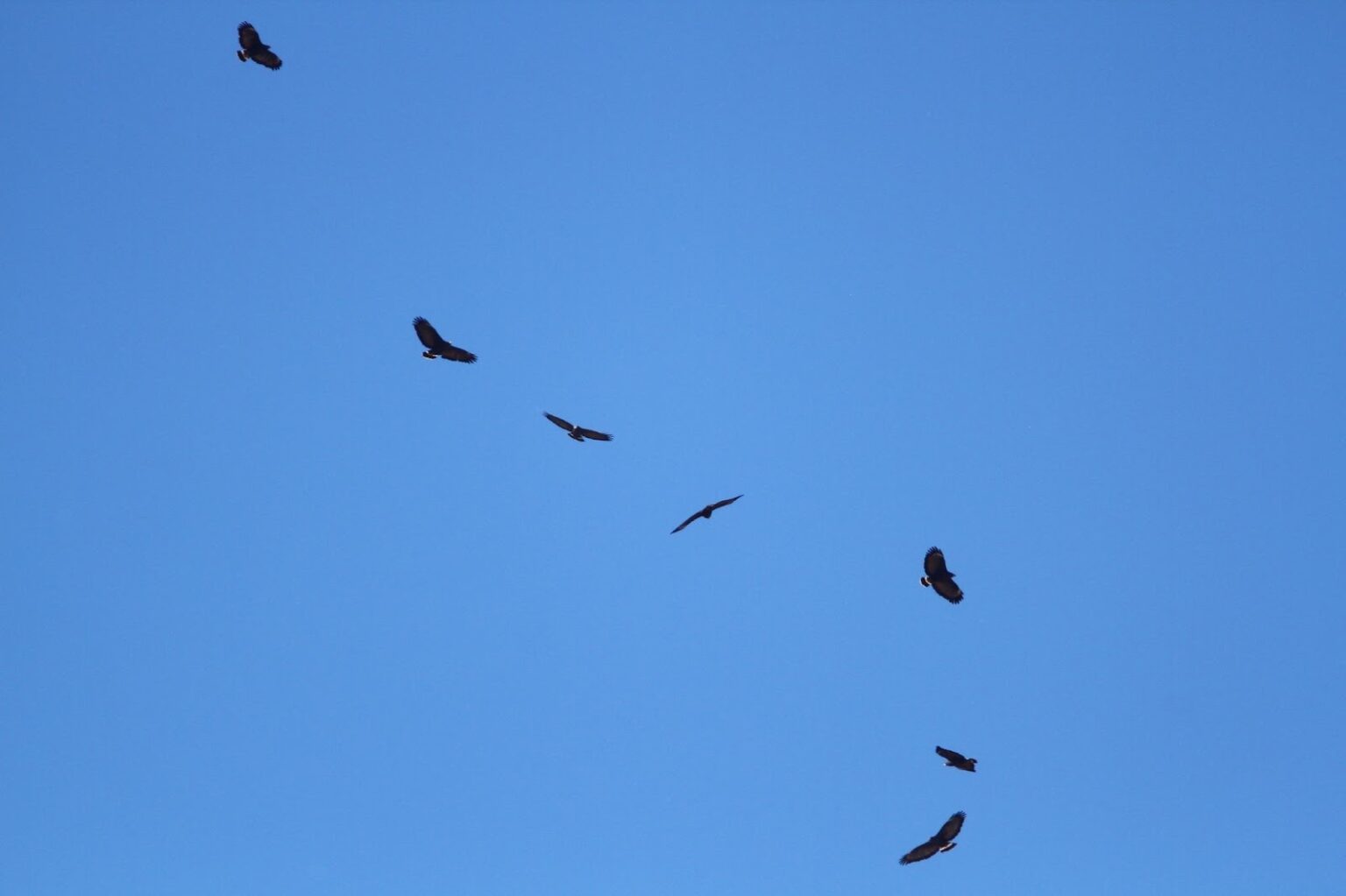 Migration Is On! Why Aren’t Most Hawkwatchers Counting? – HawkWatch ...